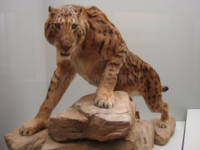 Restoration of a Saber-tooth Cat Stock Image - Image of predator ...