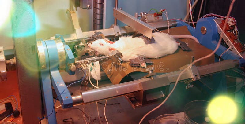 A Restrained White Rat Undergoing Experimentation in a Laboratory ...