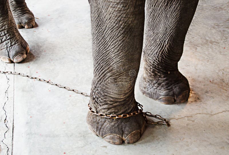 Restrict of elephant leg stock image. Image of poor - 110303301