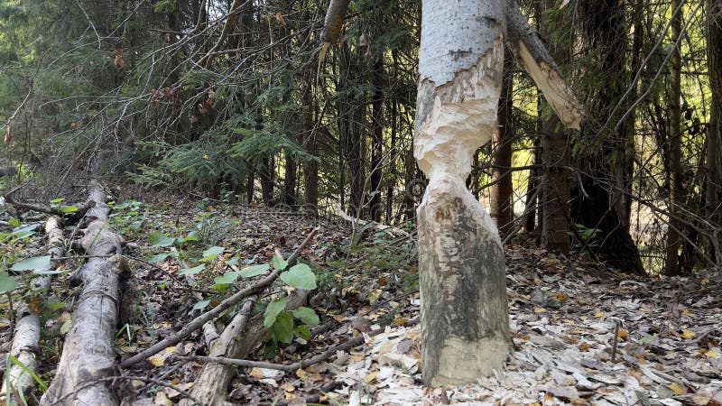 Result of the Beavers Work! the Beavers Practically Sawed through the ...