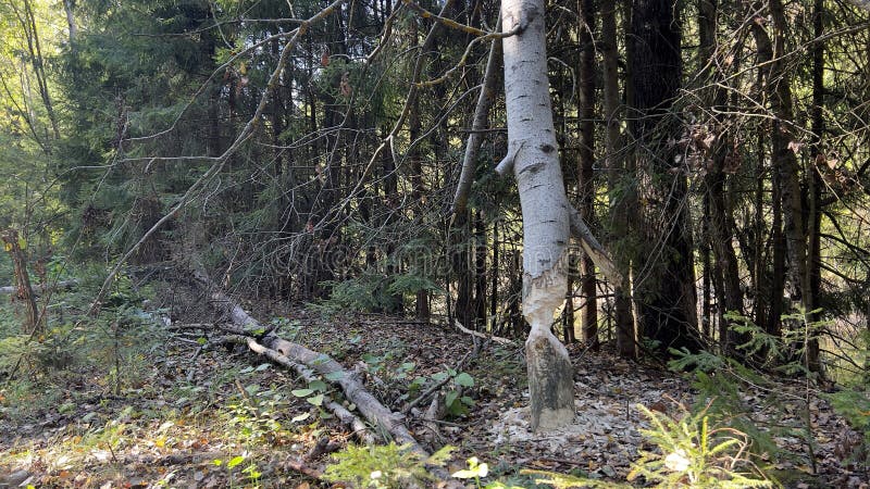 Result of the Beavers Work! the Beavers Practically Sawed through the ...