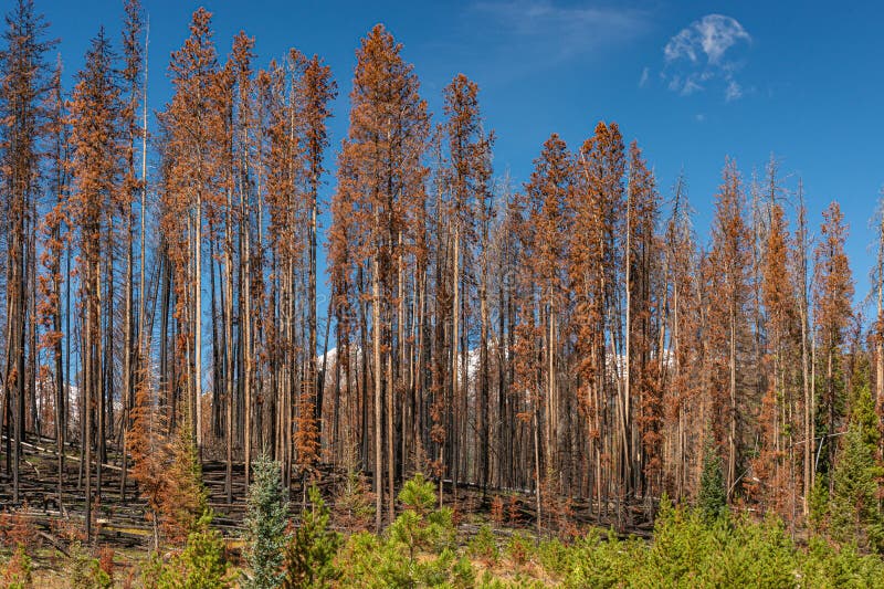 Burned Trees from a Forest Fire in Colorado Stock Photo - Image of ...