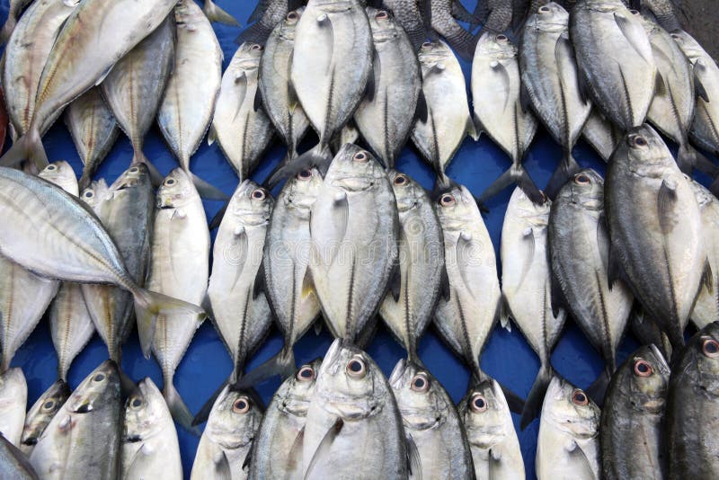 Group of small fish stock photo. Image of outdoor, underwater - 30217152