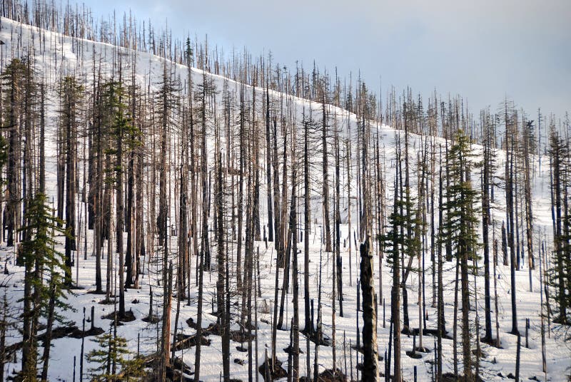 Snow and Fire stock photo. Image of meadow, effect, wilderness - 30112578