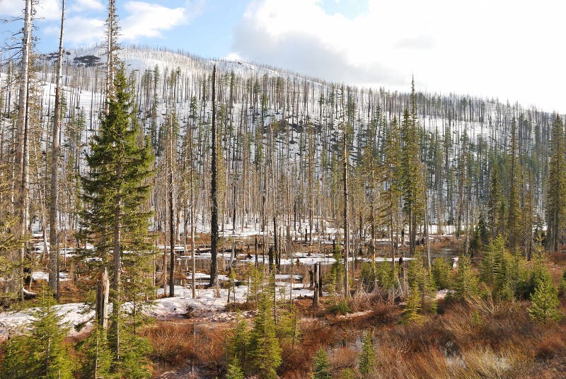 Snow and Fire stock photo. Image of heat, damage, burn - 30112616