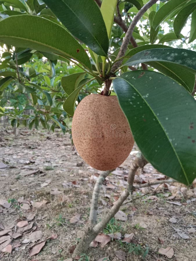 Planting Sapo Stock Photos - Free & Royalty-Free Stock Photos from ...