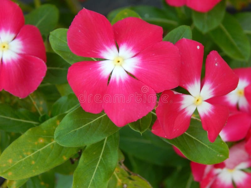 Resumen Y Cierre De Un Color Rojo Y Blanco Pardo Foto de archivo ...