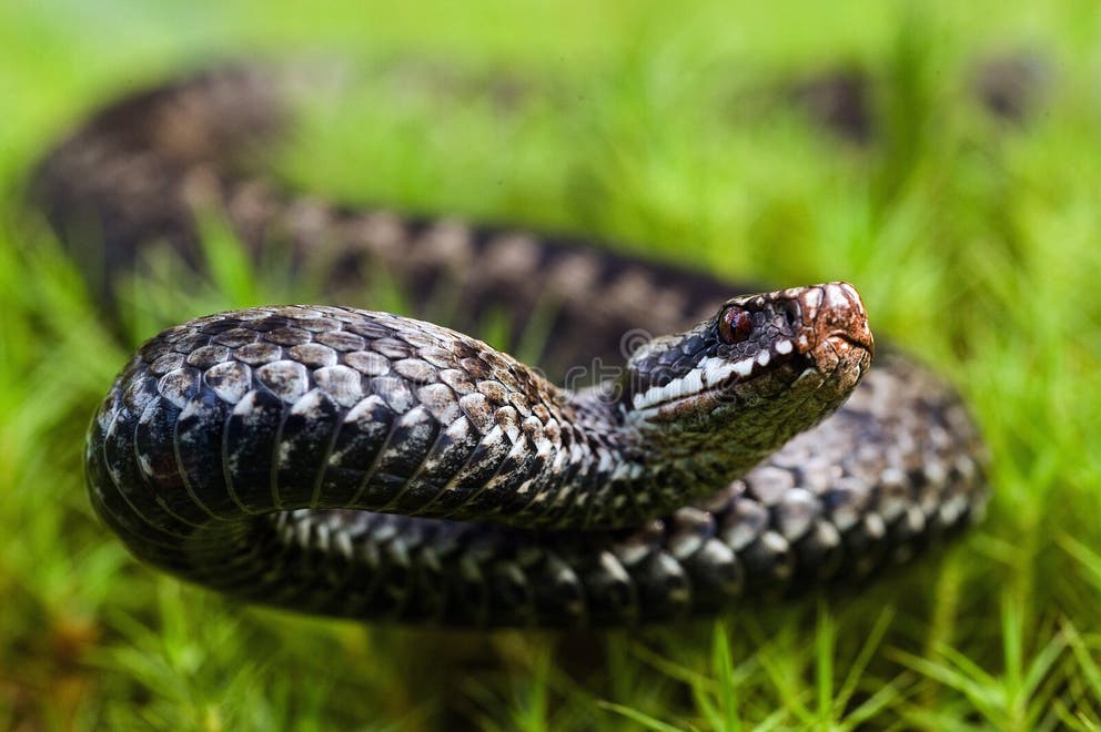 Retad upp huggorm fotografering för bildbyråer. Bild av anhydrous ...