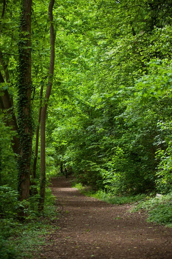 Big Trees in the Forest at Spring Stock Image - Image of landscape ...