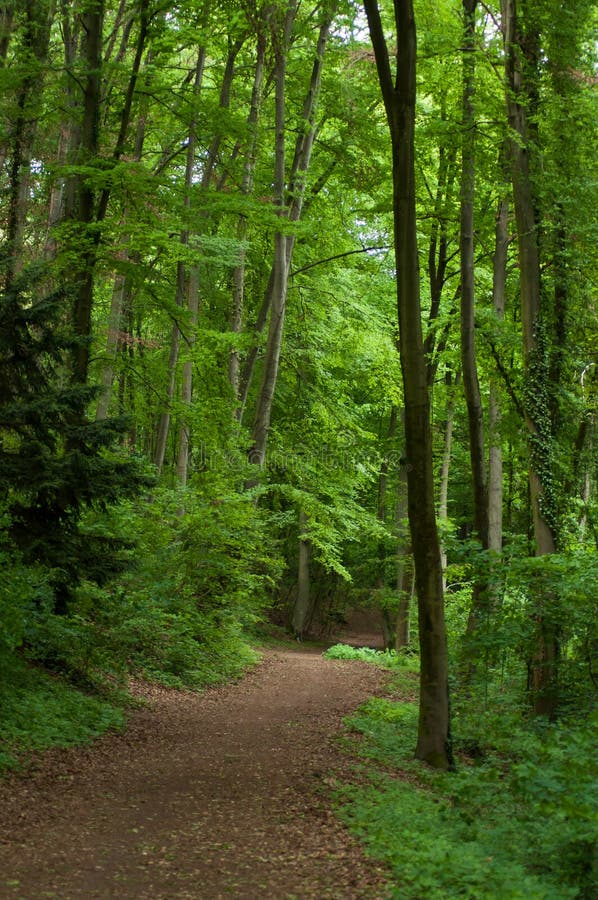 Big Trees in the Forest at Spring Stock Image - Image of beautiful ...