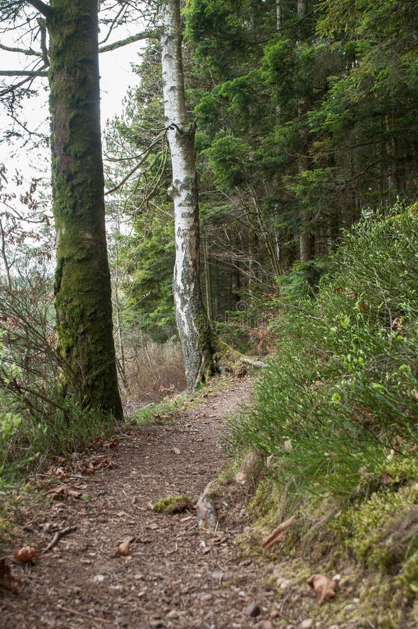 Narrow Path for Hiking in the Forest Stock Image - Image of detail ...