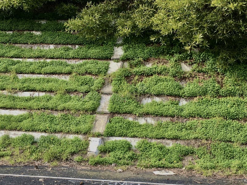 Retaining Wall Covered in Vines 2 Stock Photo - Image of retaining ...