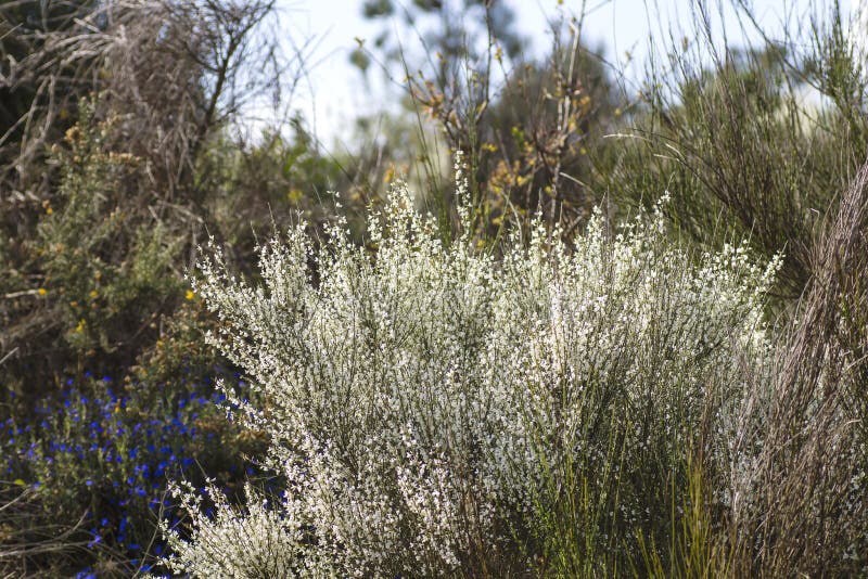Retama Flowers Blooming in Spring Stock Image - Image of retama ...