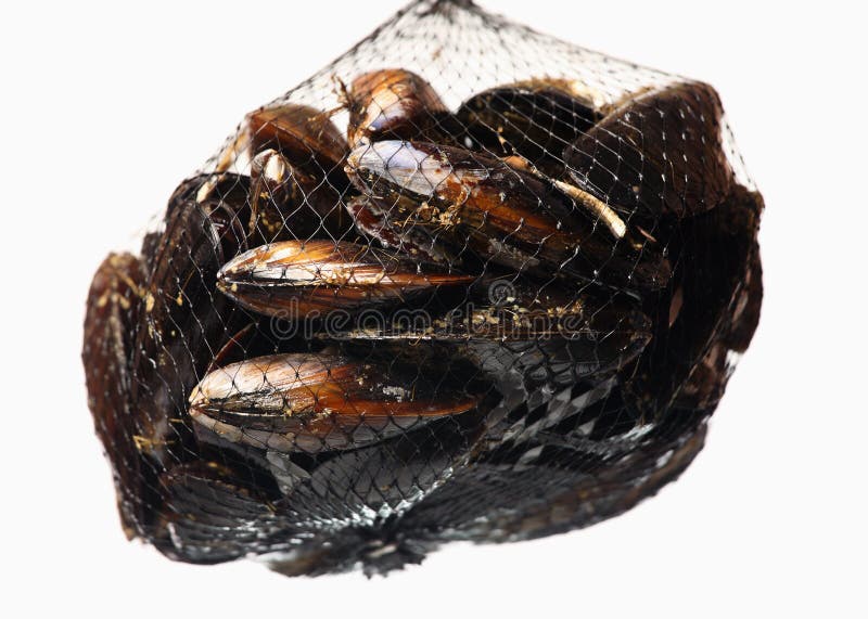 Mitili del mare immagine stock. Immagine di preparato - 20346519