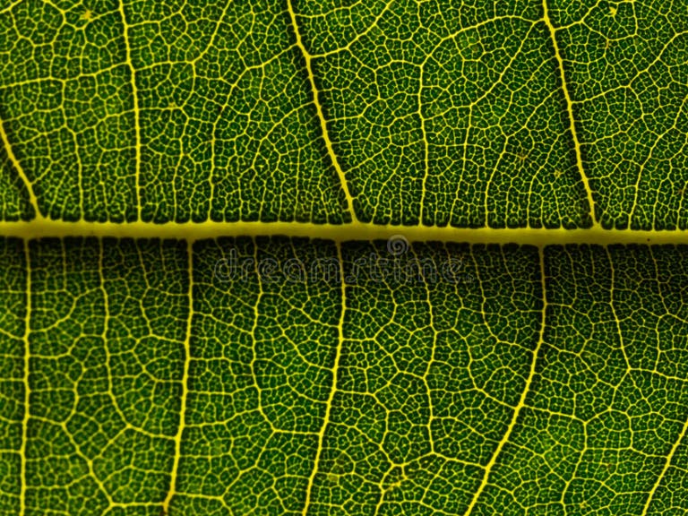 Rete verde della foglia immagine stock. Immagine di foglio - 49170197