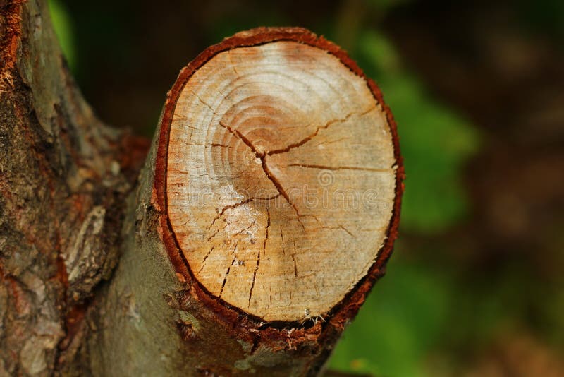 Cutted Tree in National Park Stock Image - Image of cutted, national ...