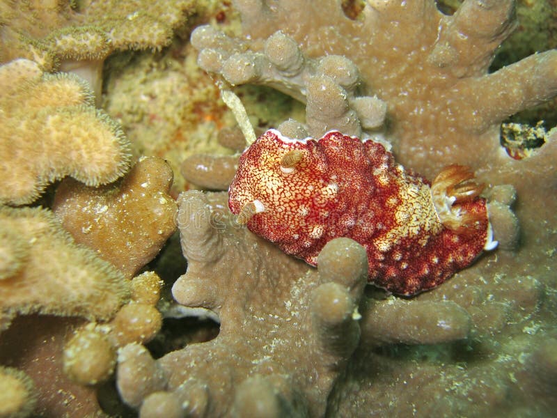 Reticulata de Chromodoris foto de archivo. Imagen de resto - 219866