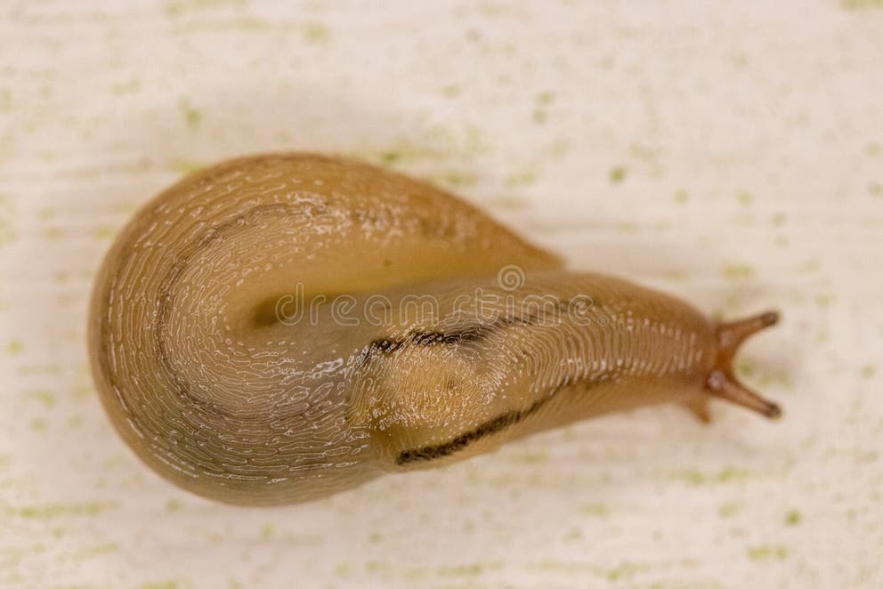 Reticulate Taildropper Snail with Rolled Tail Stock Photo - Image of ...