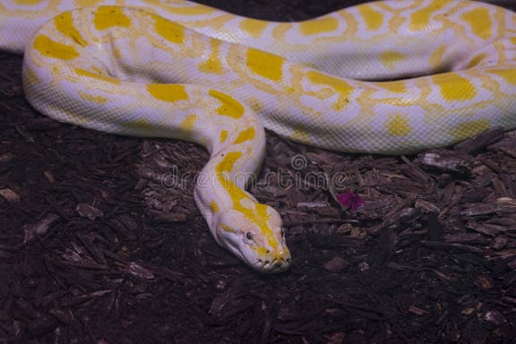 Reticulated, or Albino Ball Python Stock Image - Image of reptile ...