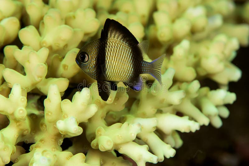 Reticulated dascyllus fish stock photo. Image of blue - 220891692