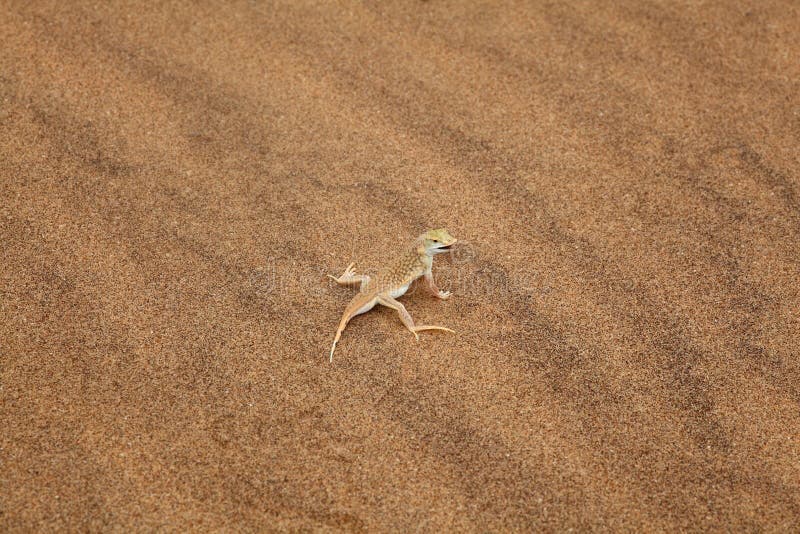 Reticulated Desert Lizard stock image. Image of namib - 18682377