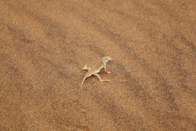 Reticulated Desert Lizard stock image. Image of namib - 18682377