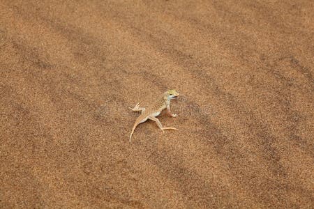 Reticulated Desert Lizard stock image. Image of namib - 18682377