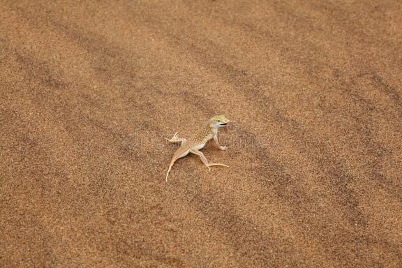 Reticulated Desert Lizard stock image. Image of namib - 18682377