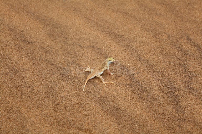 Reticulated Desert Lizard stock image. Image of namib - 18682377