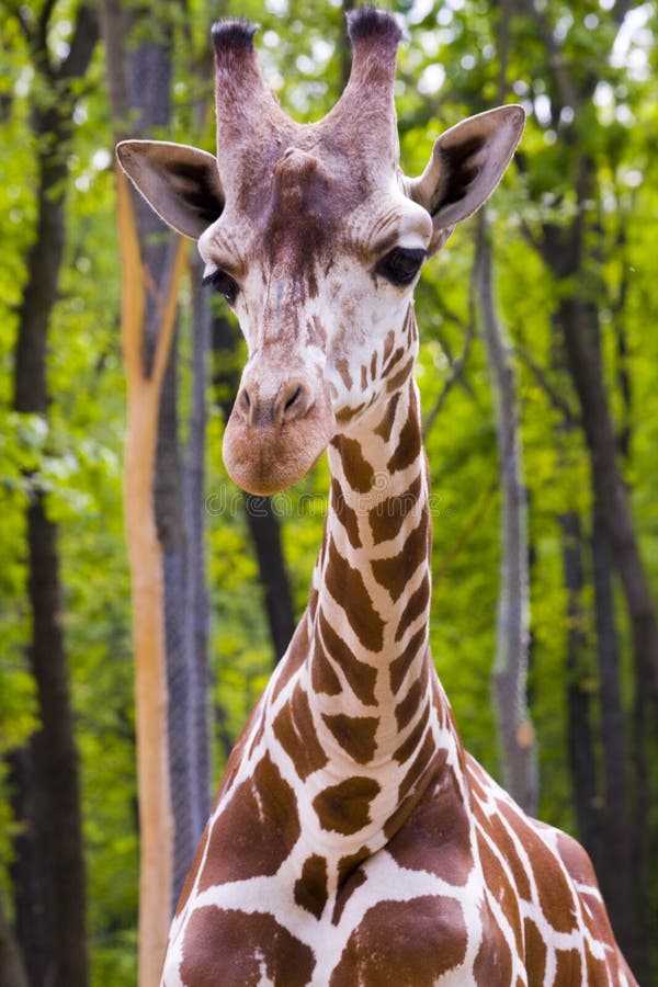 Reticulated giraffe stock photo. Image of giraffe, enclosure - 19325500