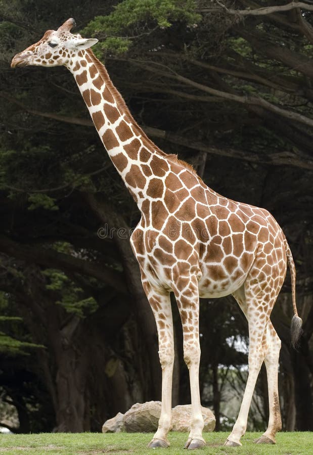 Reticulated Giraffe stock photo. Image of reticulata, samburu - 1962744