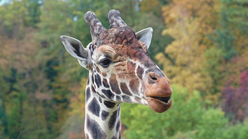 Reticulated Giraffe, Also Known As the Somali Giraffe and the Autumn ...