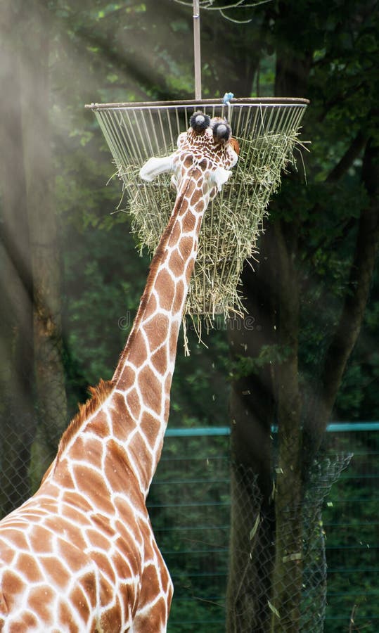 The Reticulated Giraffe Feeding Hay Stock Photo - Image of grid ...