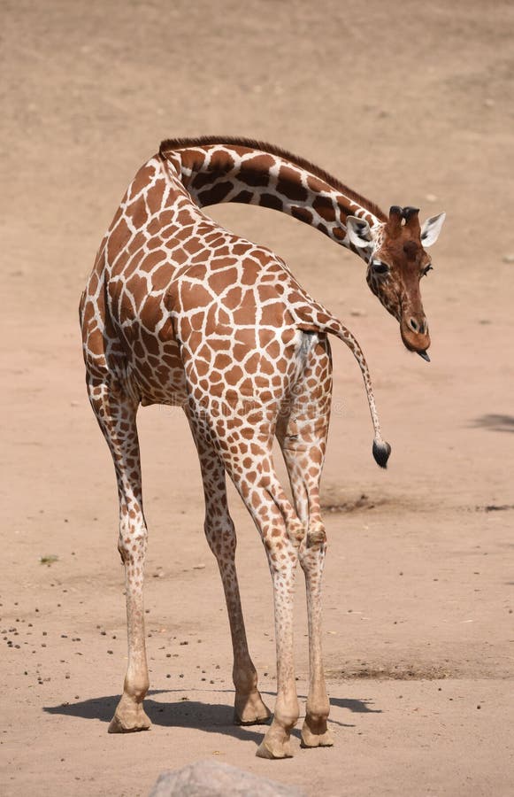 Reticulated Giraffe Giraffa Camelopardalis Reticulata Stock Photo ...