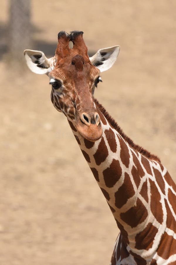 Reticulated Giraffe Giraffa Camelopardalis Reticulata Stock Photo ... Reticulated Giraffe Giraffa Camelopardalis Reticulata Stock Photo ...