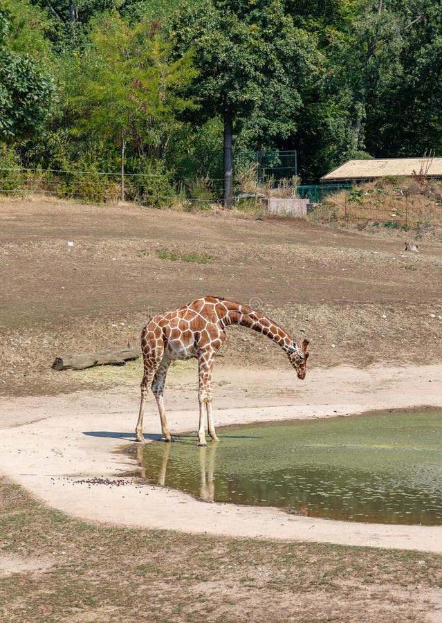 Reticulated Giraffe stock photo. Image of zoological - 352770186