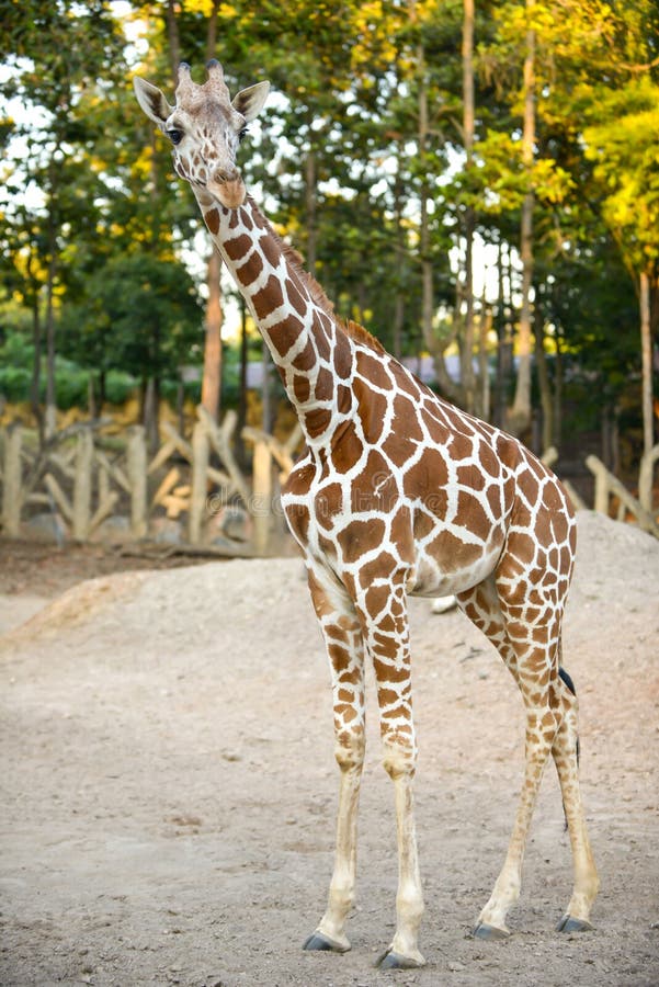 Reticulated giraffe stock photo. Image of giraffe, reticulated - 113725046