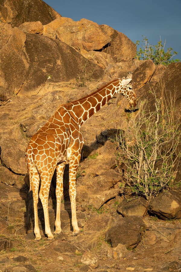 Reticulated Giraffe Stands Browsing Bush by Rocks Stock Image - Image ...