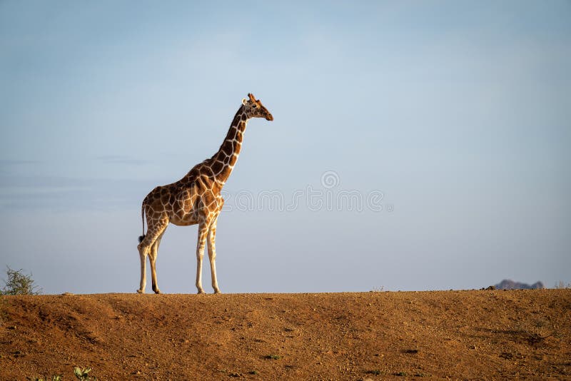 Reticulated Giraffe Stands on Dam on Horizon Stock Photo - Image of ...