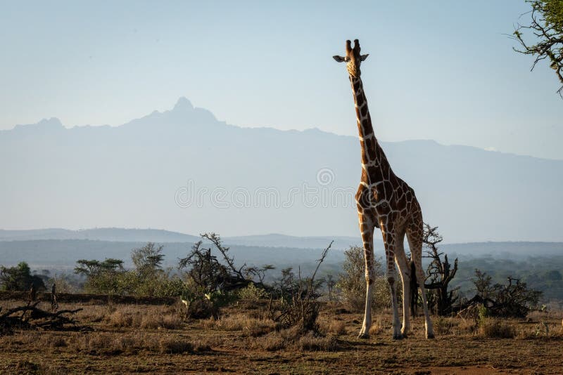 Reticulated Giraffe Stands with Mount Kenya Behind Stock Image - Image ...