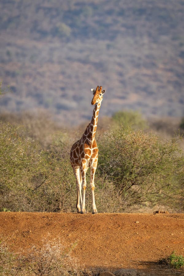 Reticulated Giraffe Stands on Sunlit Earth Dam Stock Photo - Image of ...