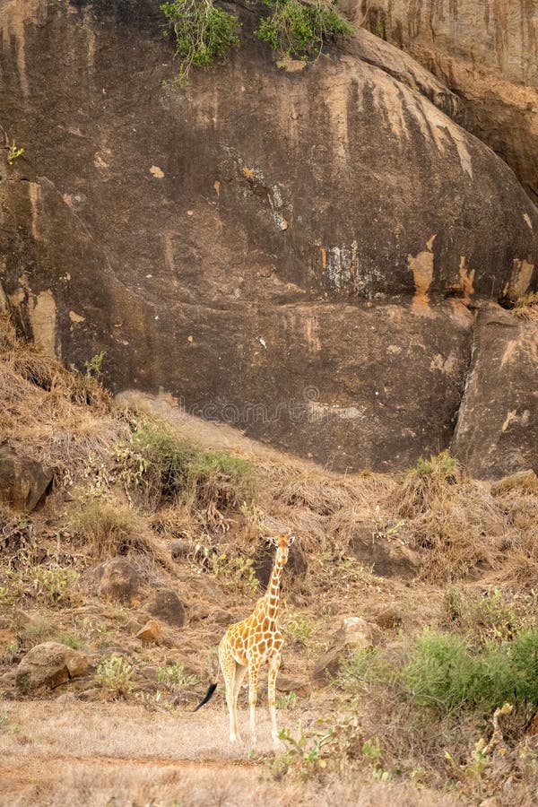 Reticulated Giraffe Stands Watching Camera Below Kopje Stock Image ...