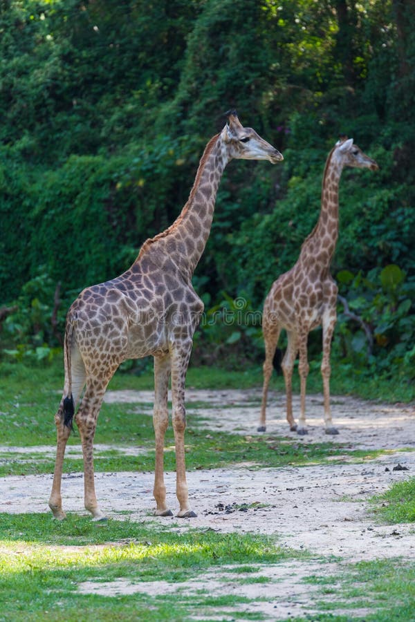Reticulated Giraffe in the Zoo Stock Photo - Image of mammal, wild ...
