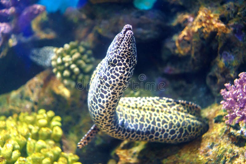 Reticulated Moray Eels Gliding through the Sea Depth Stock Image ...
