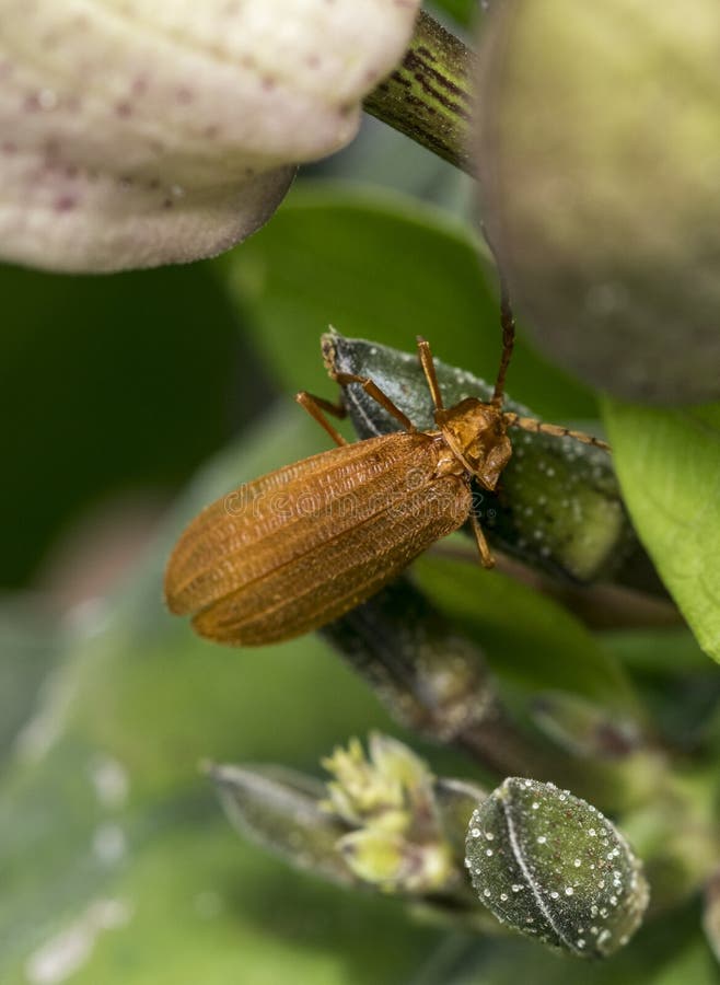 Reticulated Netwinged Beetle on a Branch Stock Image - Image of close ...