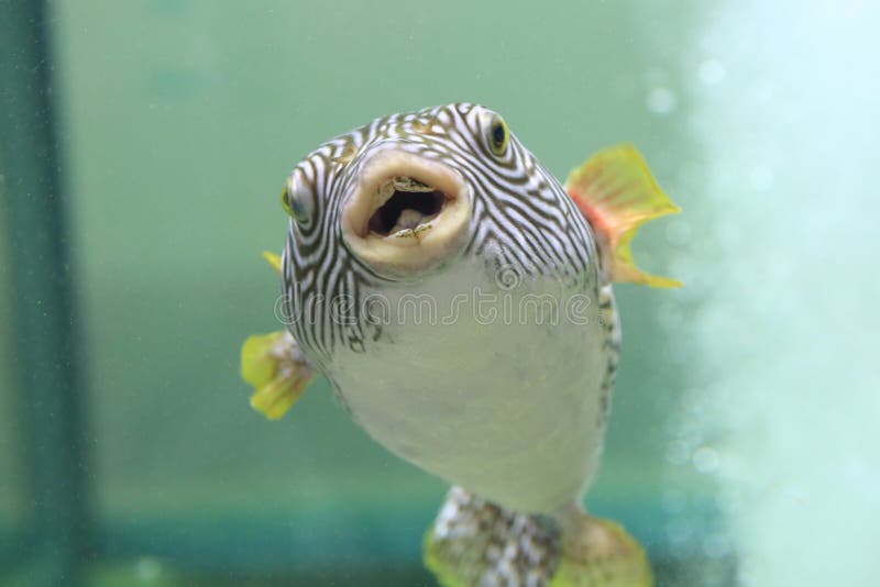 Reticulated pufferfish stock photo. Image of reticularis - 91101540