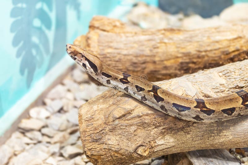 Reticulated Python in a Zoo Terrarium. Python Close Up Stock Photo ...