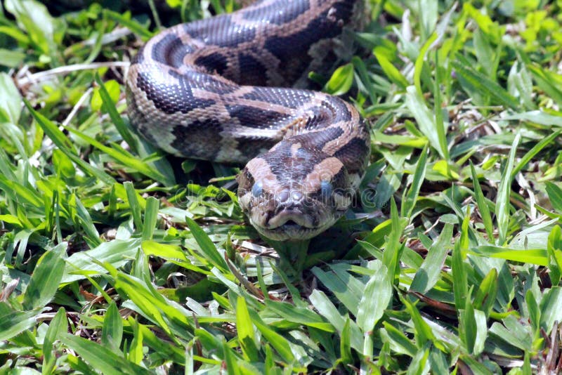 Reticulated python stock image. Image of reticulated - 91944915