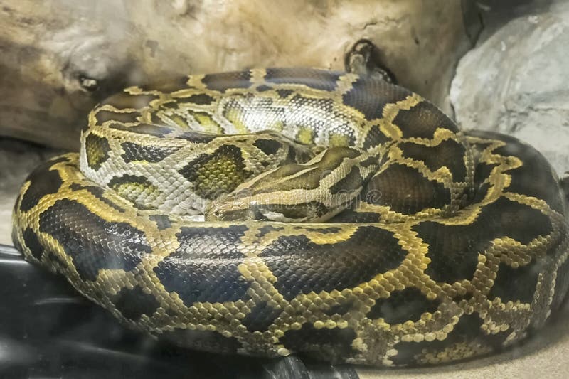 Reticulated Python Behind Glass in Terarium Large Snake Stock Photo ...