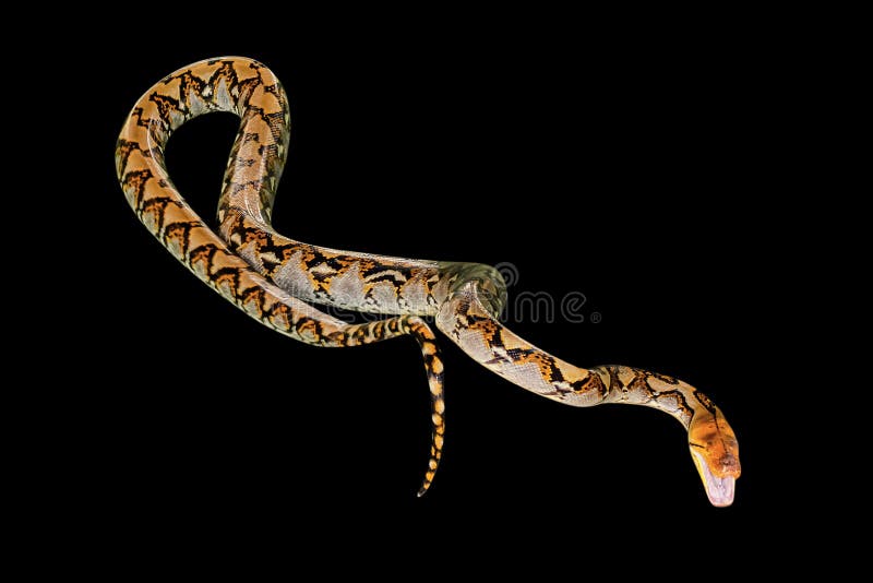 Reticulated Python, Malayopython Reticulatus Stock Image - Image of ...